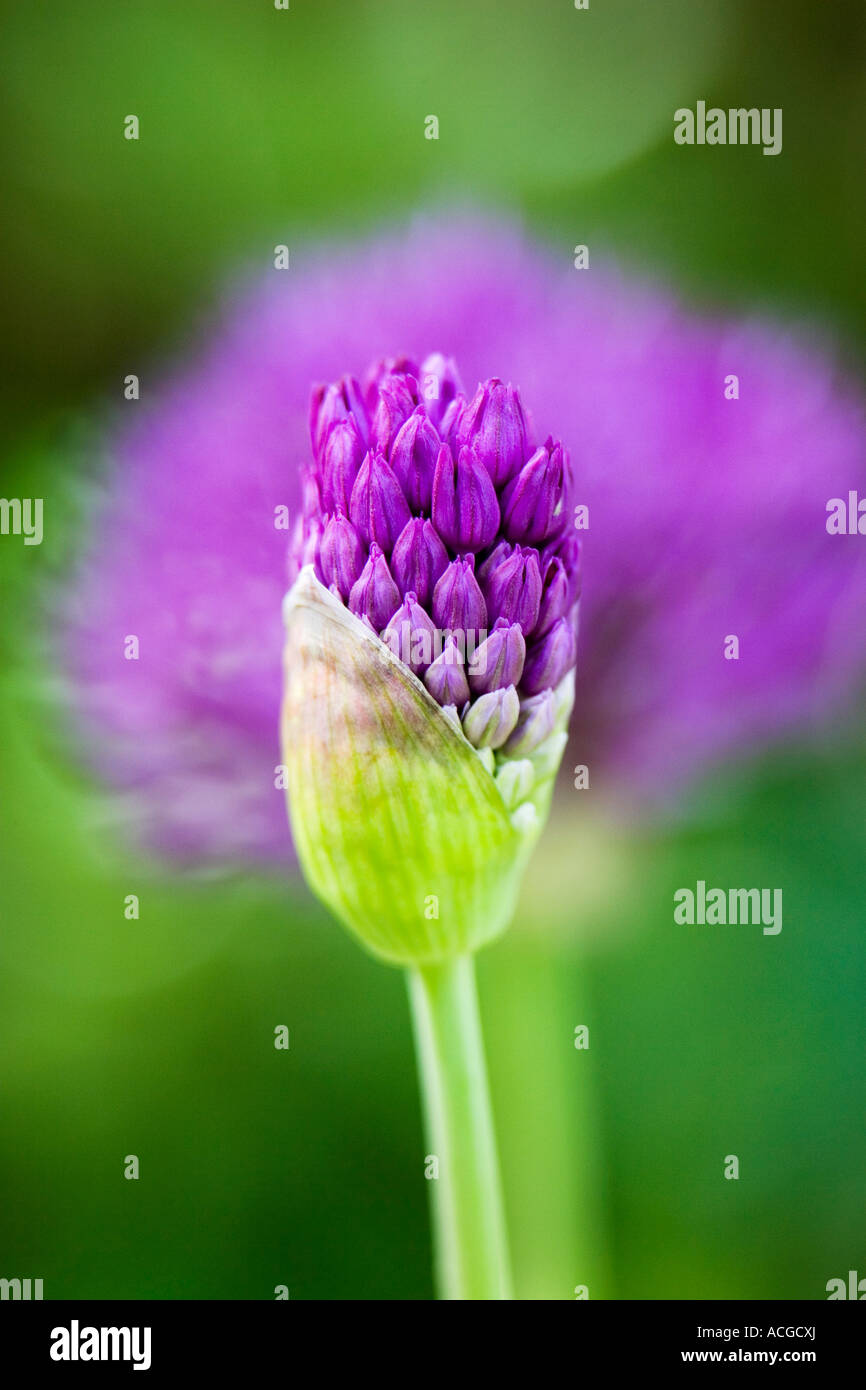 Allium hollandicum 'Purple Sensation'. Ornamental Onion flower emerging ...
