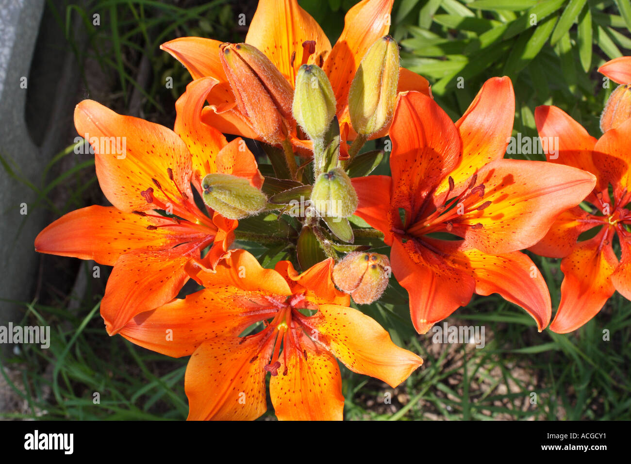 Lilium flowers hi-res stock photography and images - Alamy