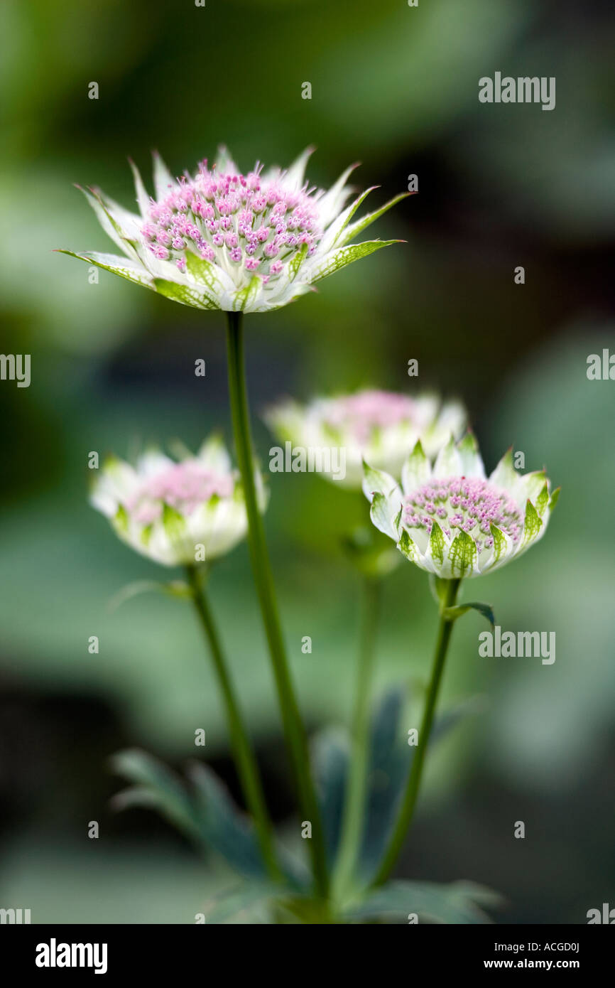 Astrantia Buckland flower head against a green background in an English ...