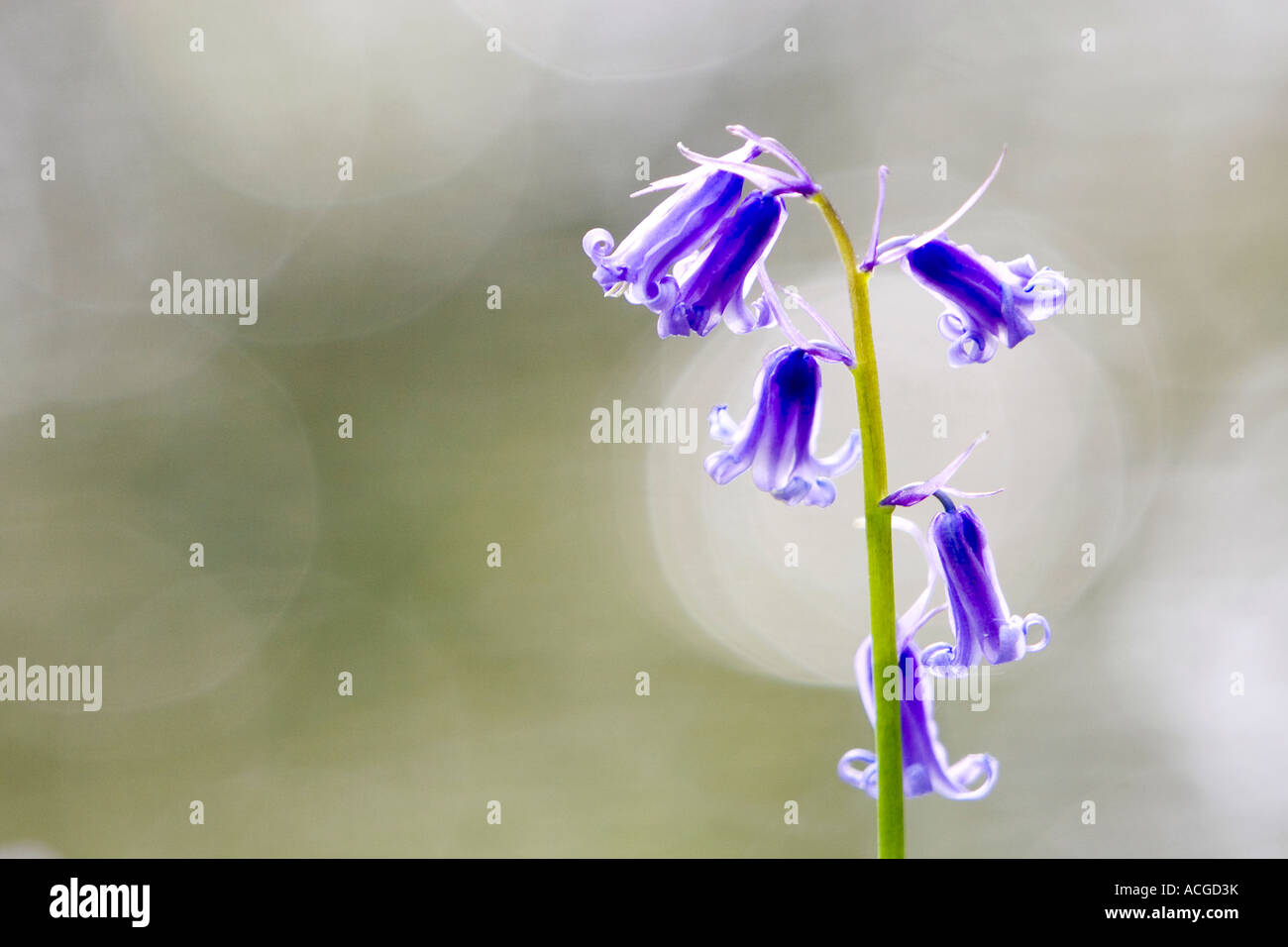 Hyacinthoides non scripta. Bluebell flower in an English woodland Stock ...