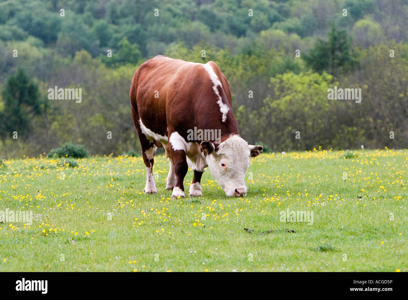 England countryside animal hi-res stock photography and images - Alamy
