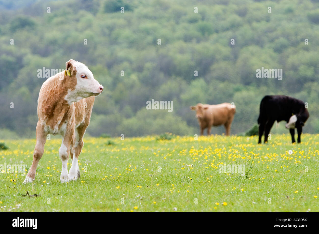 England countryside animal hi-res stock photography and images - Alamy