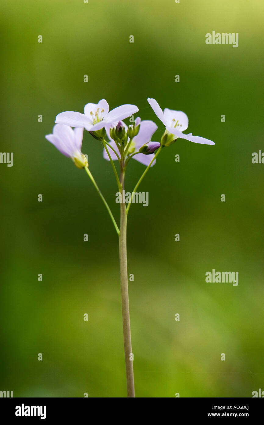Cardamine pratensis. Ladys smock / Cuckoo flower wildflower in the ...