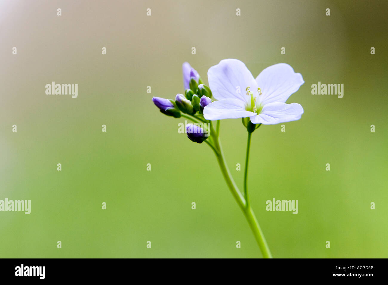 Cardamine pratensis. Ladys smock / Cuckoo flower wildflower in the ...