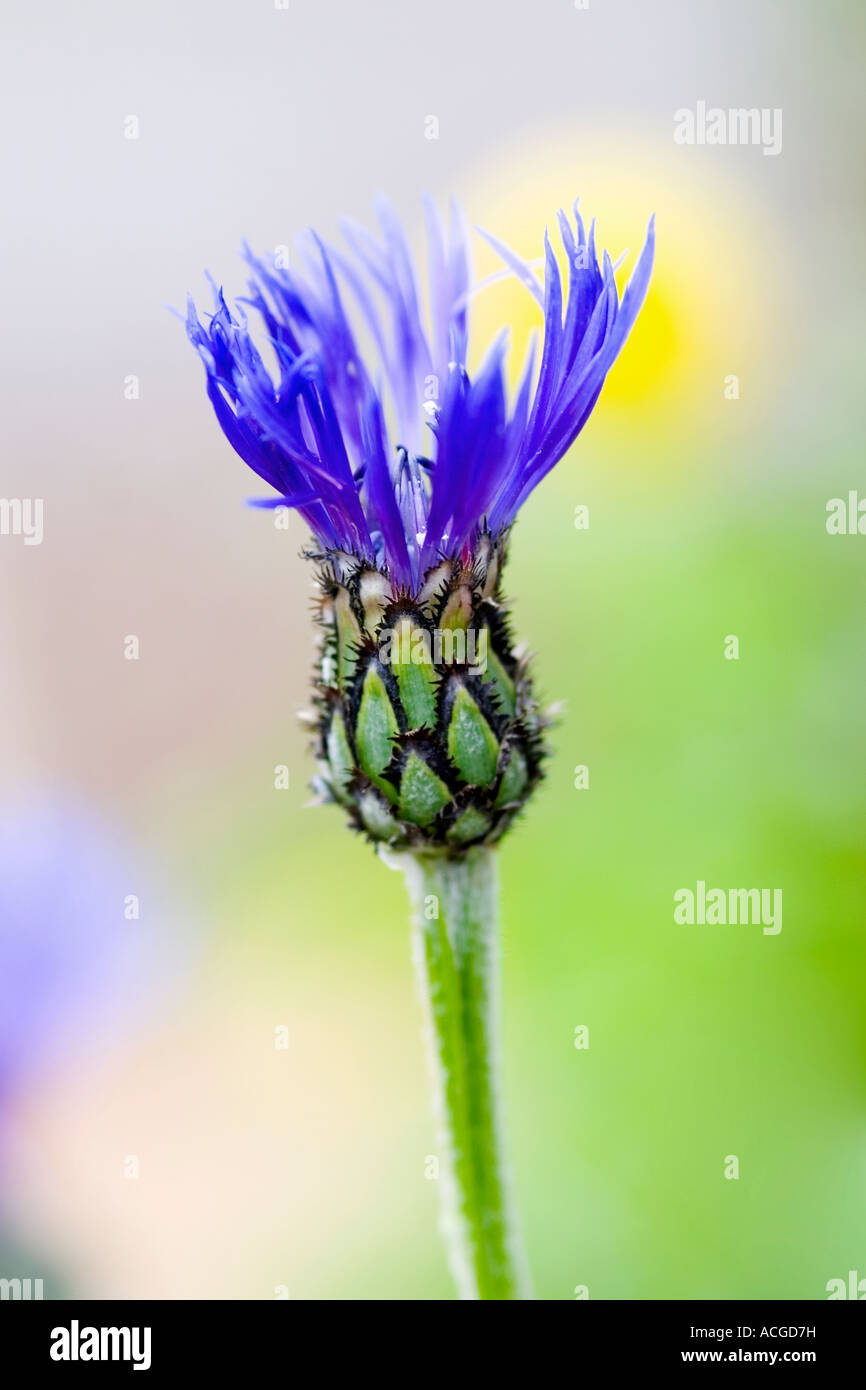 Centaurea montana. Perennial cornflower, Mountain bluet, Knapweed ...