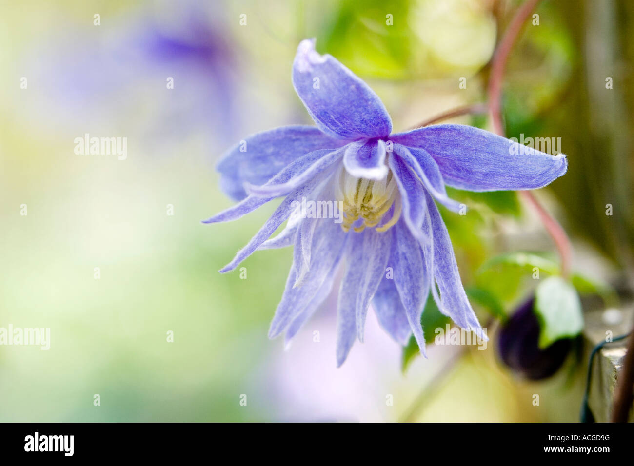 Clematis macropetala 'lagoon' flower. Clematis alpina Blue Lagoon Stock ...