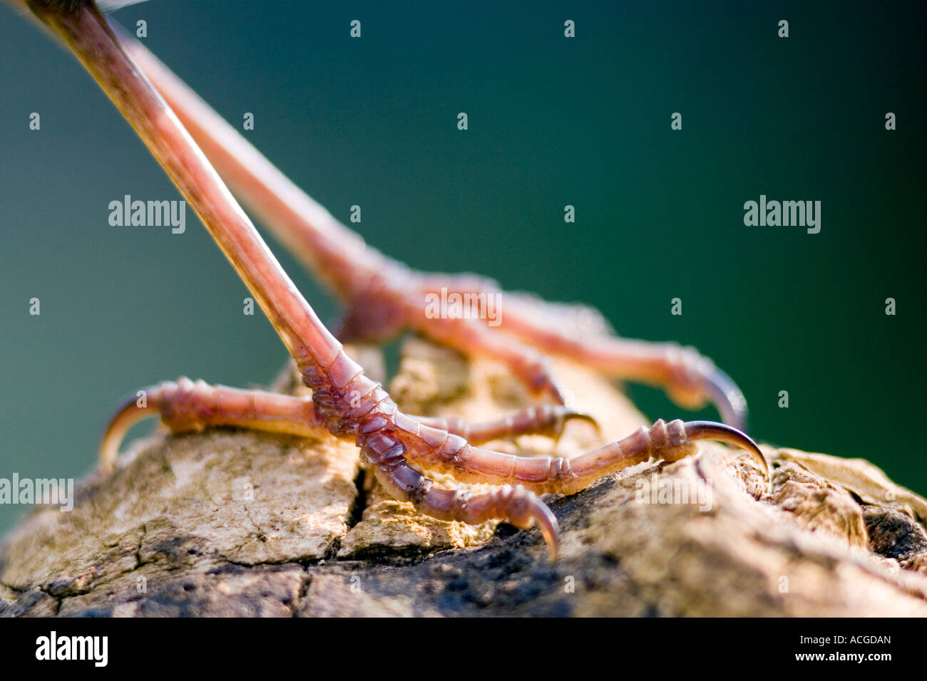 Close up of robins feet on a branch Stock Photo - Alamy