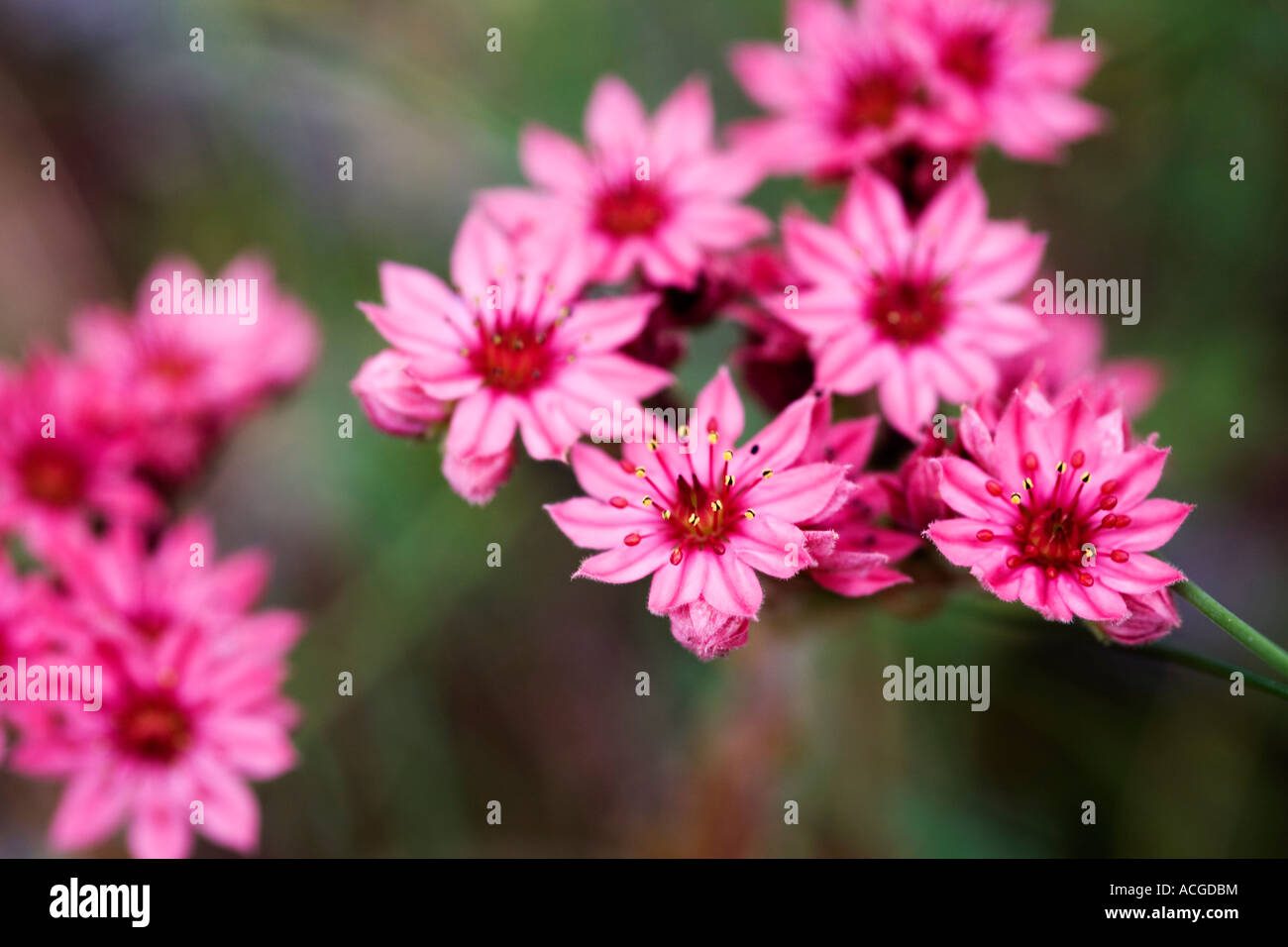 Pink Spider Sedum flower - succulent flower Stock Photo - Alamy