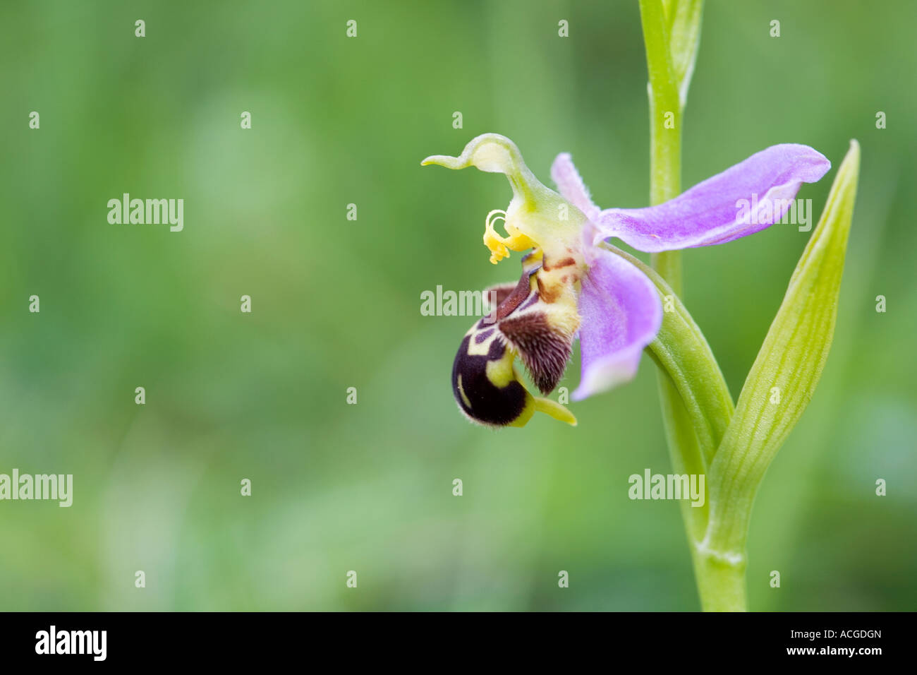 Ophrys apifera . Bee Orchid in the english countryside. UK Stock Photo ...