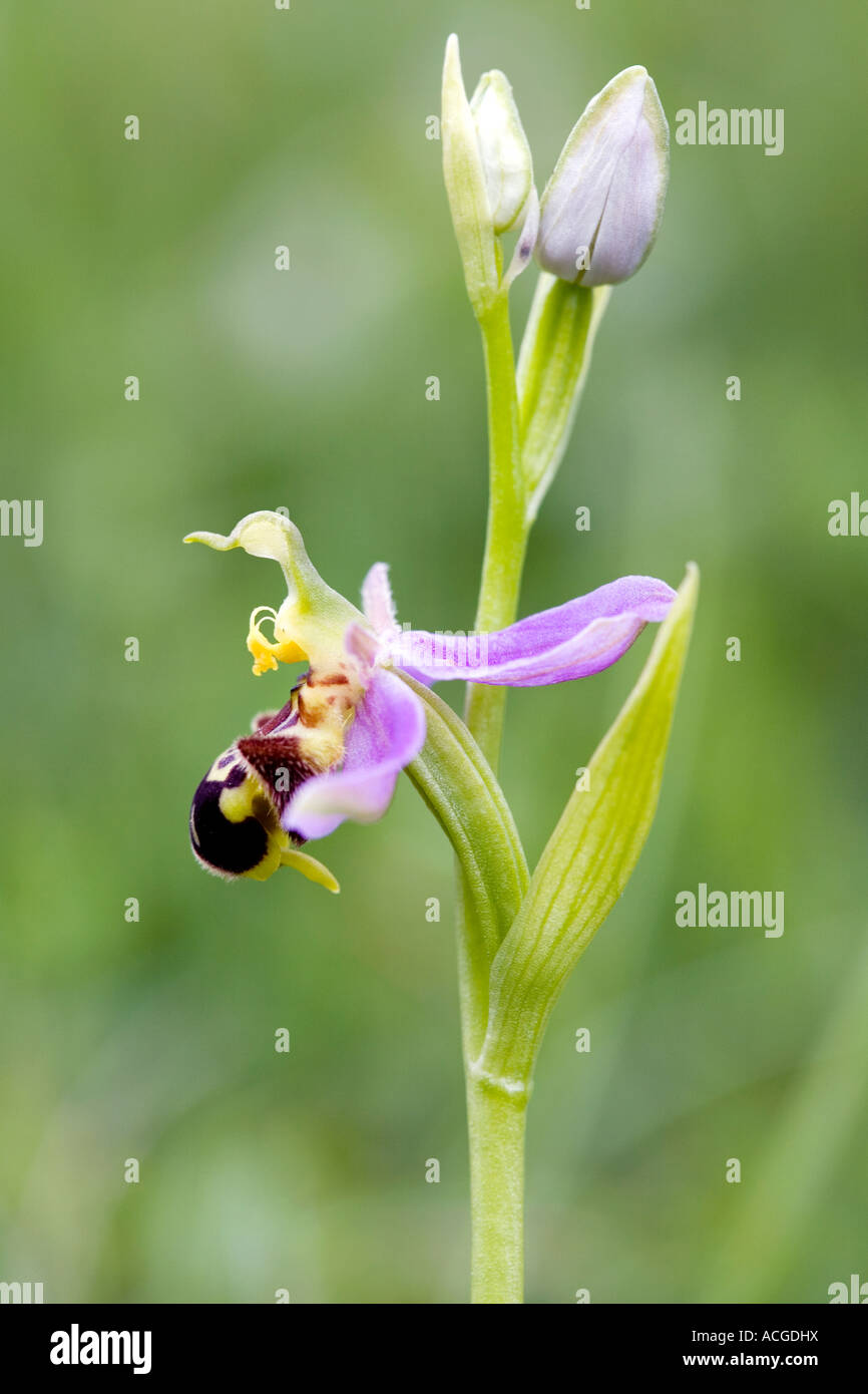 Ophrys apifera . Bee Orchid in the english countryside. UK Stock Photo ...