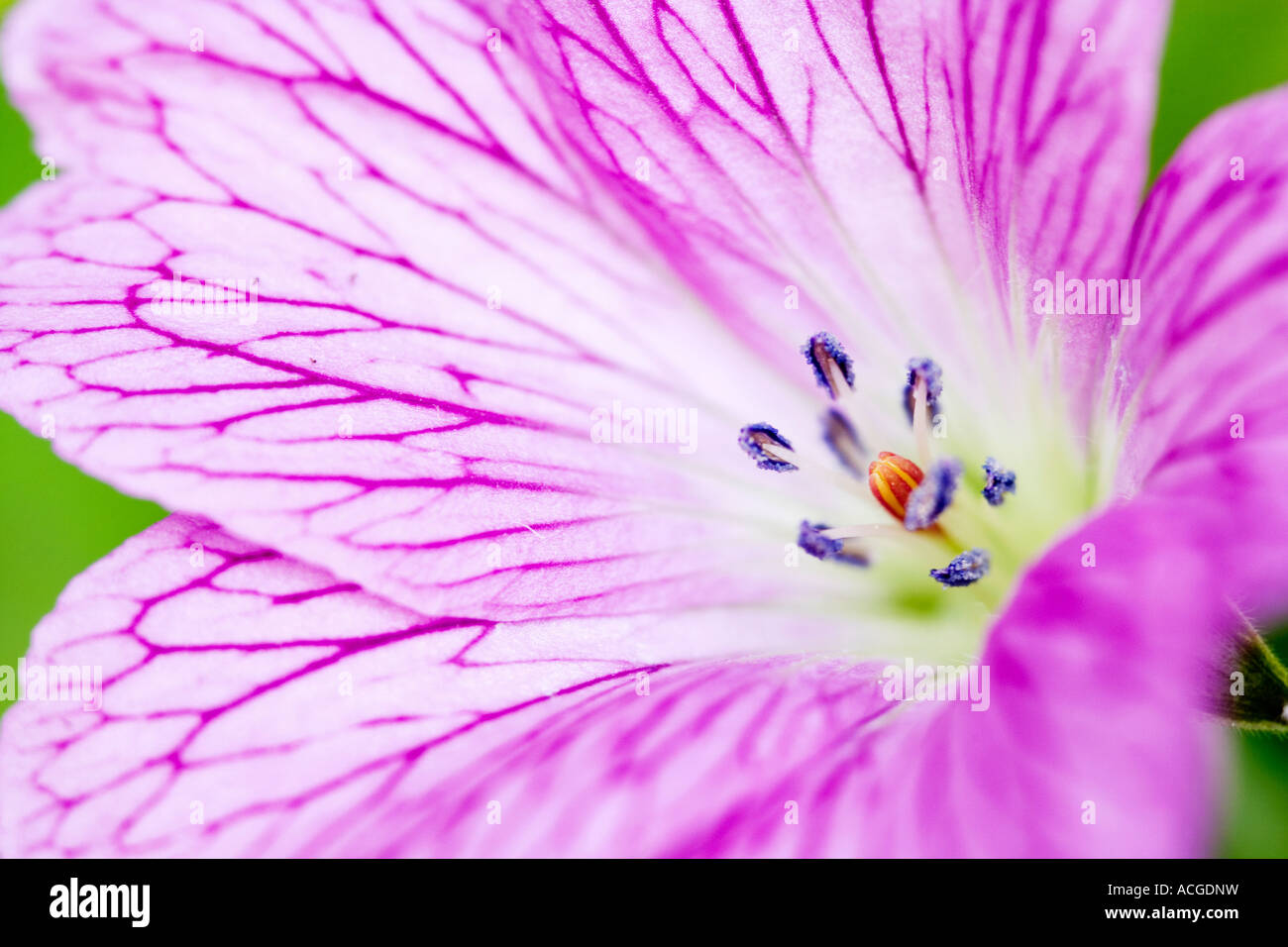Geranium x oxonianum old rose hi-res stock photography and images - Alamy