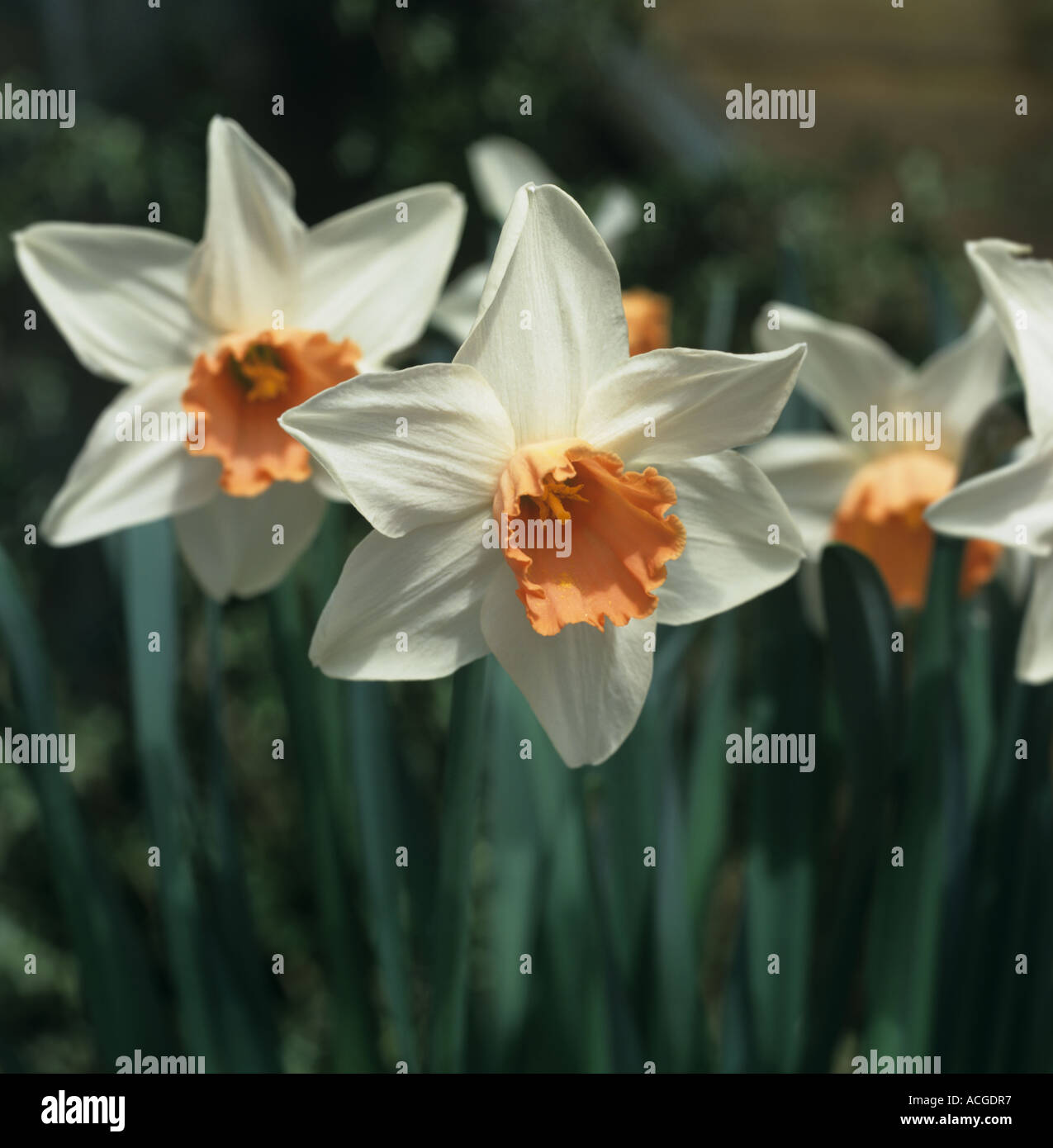 Accent High Resolution Stock Photography and Images - Alamy