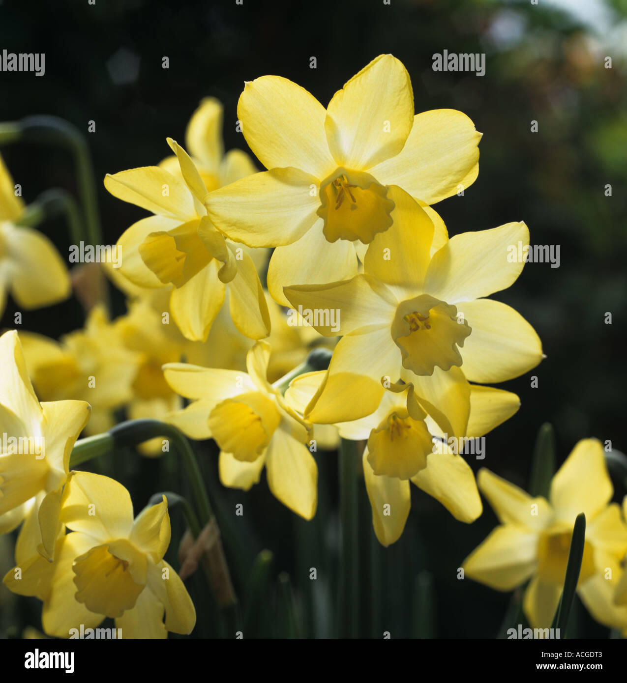Pipit plant hi-res stock photography and images - Alamy