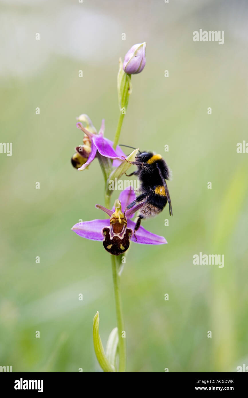 Bumblebee on a Bee orchid in an English nature reserve Stock Photo - Alamy