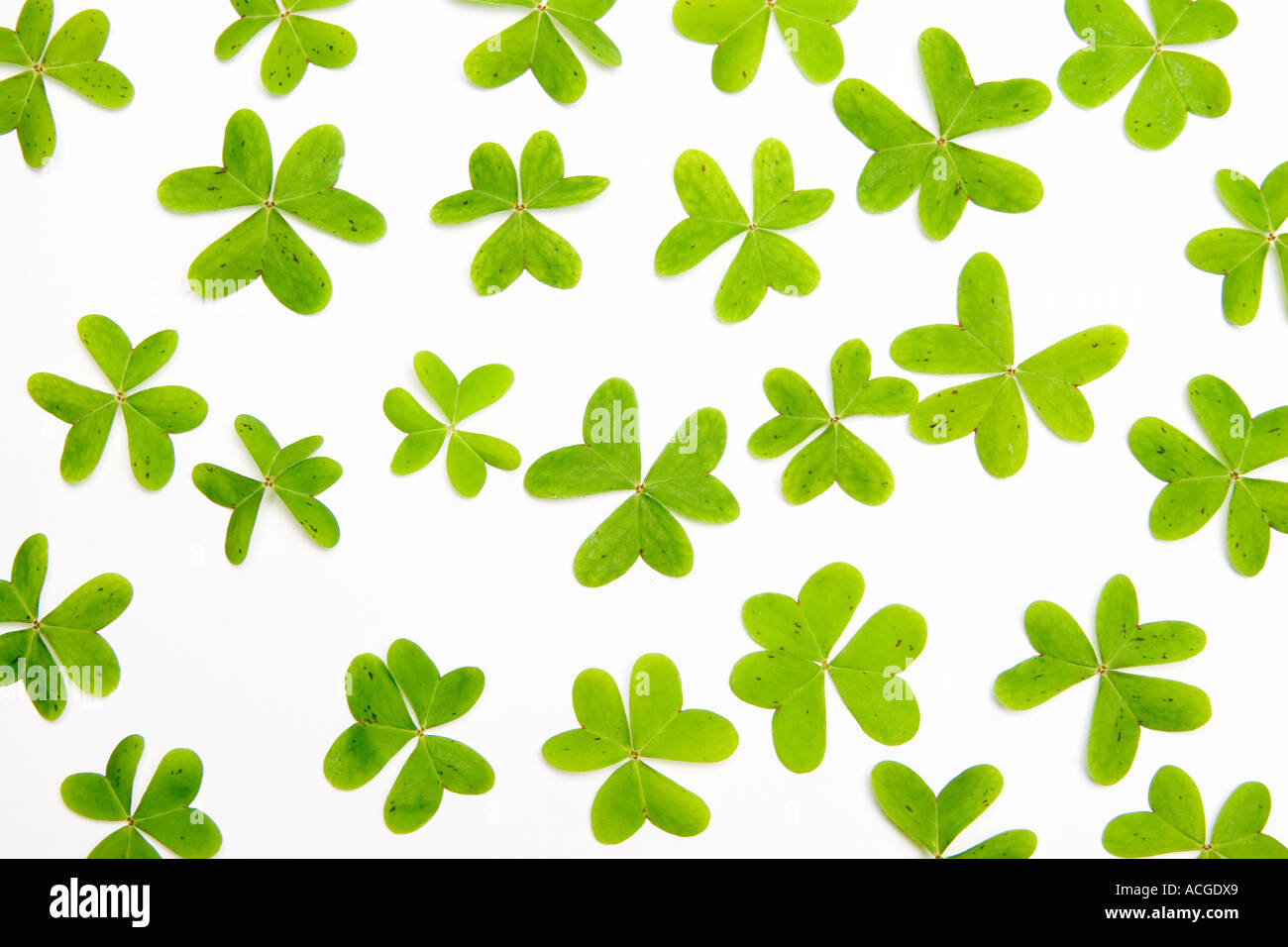 The clovers hi-res stock photography and images - Alamy