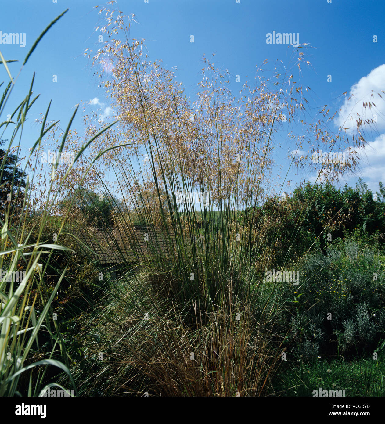 Giant Feather grass Stipa gigantea flowering ornamental grass Stock ...