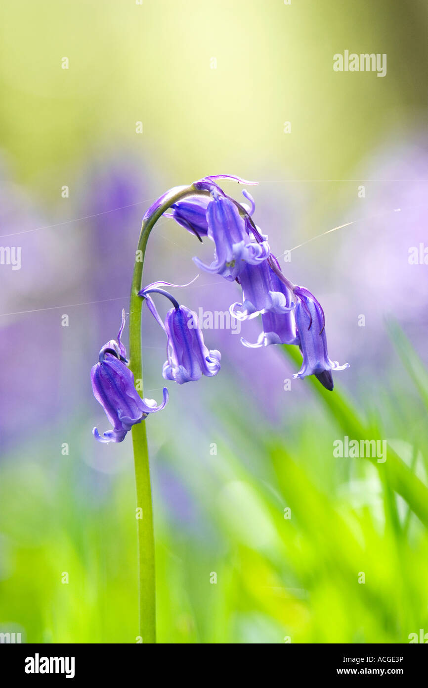 Hyacinthoides non scripta. Bluebell flower in an English woodland Stock ...