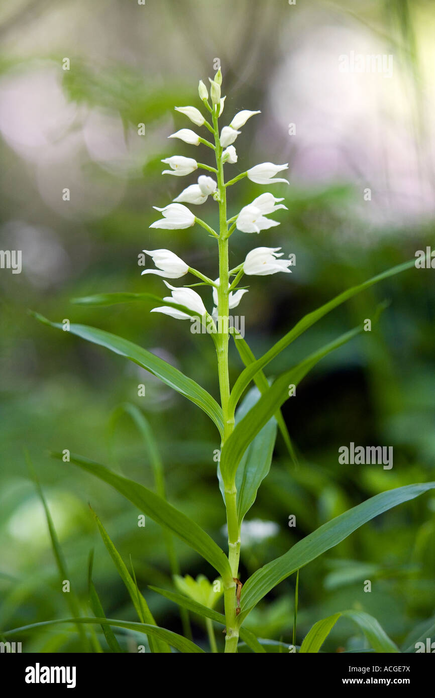 Cephalanthera longifolia. Narrow-leaved helleborine / Sword leaved ...