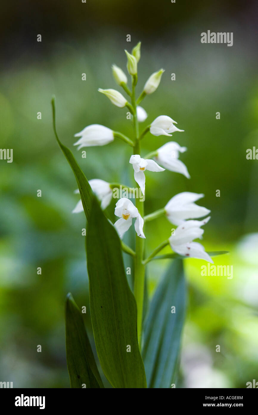 Long Leaved Helleborine Cephalanthera Longifolia High Resolution Stock Photography and Images ...