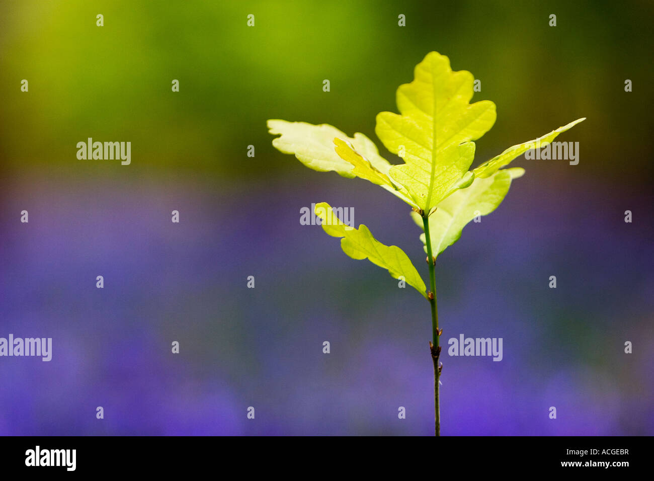 Oak tree sapling hi-res stock photography and images - Alamy