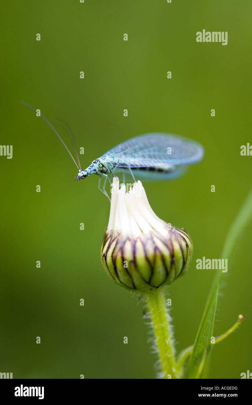 Lacewing sitting on an oxeye daisy flower head bud in the English ...