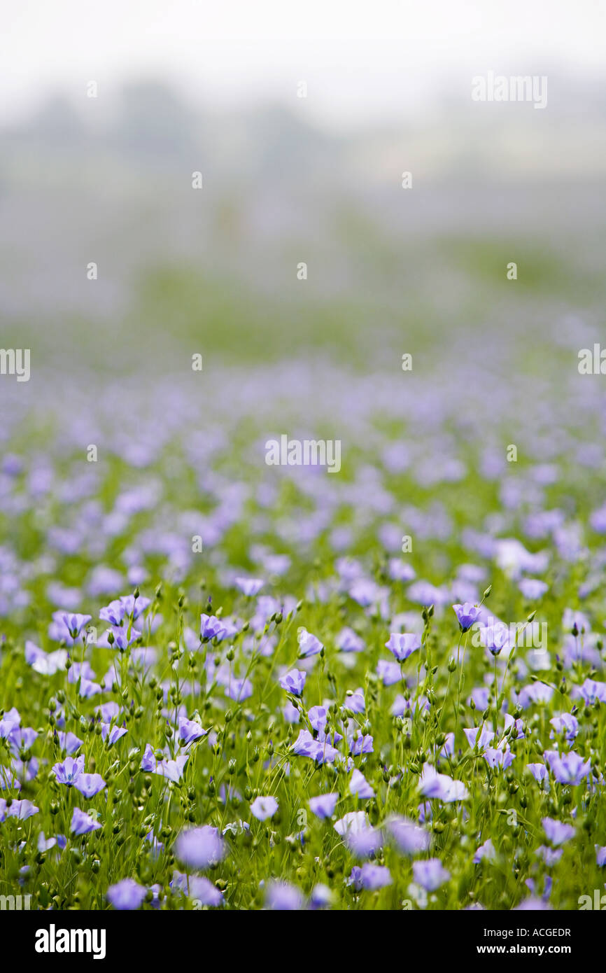 Linum usitatissimum. Linseed flowers in a field in the English ...
