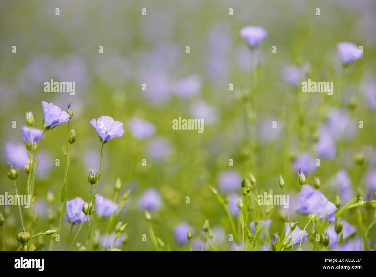 Linseed plant hi-res stock photography and images - Alamy