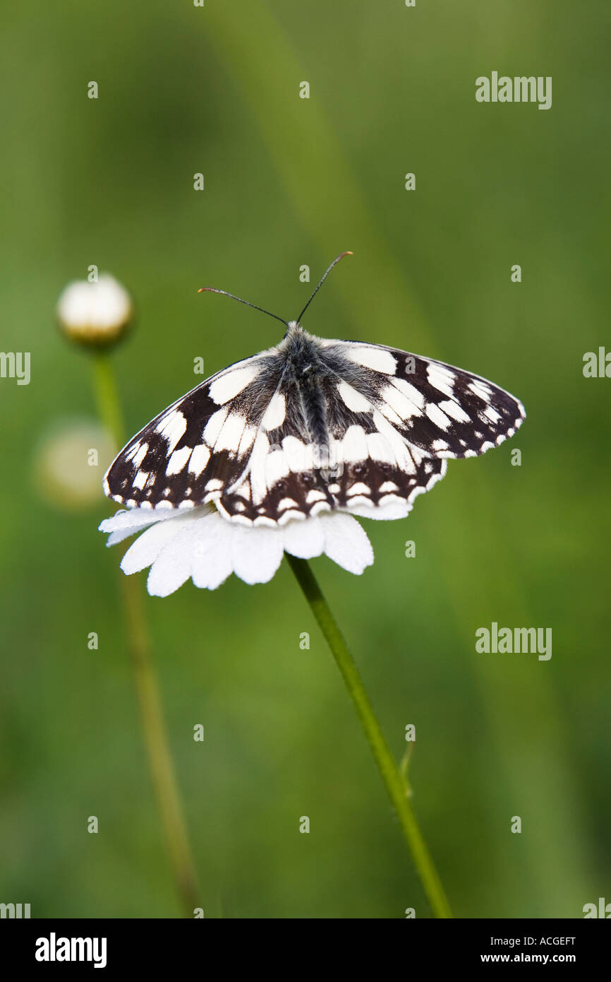 Marble white butterfly hi-res stock photography and images - Alamy