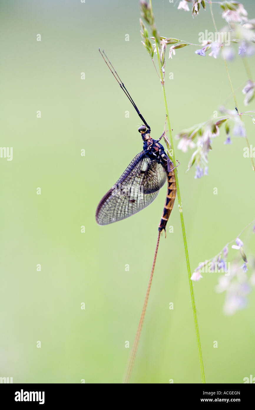 The mayfly hi-res stock photography and images - Alamy