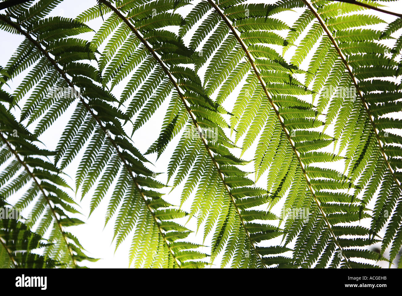 Vertical ferns plant green grow growing growth hi-res stock photography ...