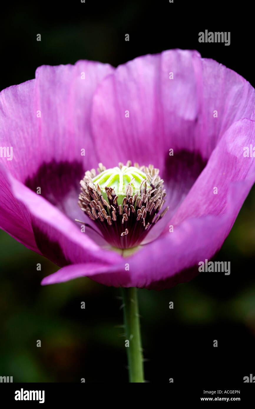 Papaver somniferum, Poppy flower Stock Photo - Alamy