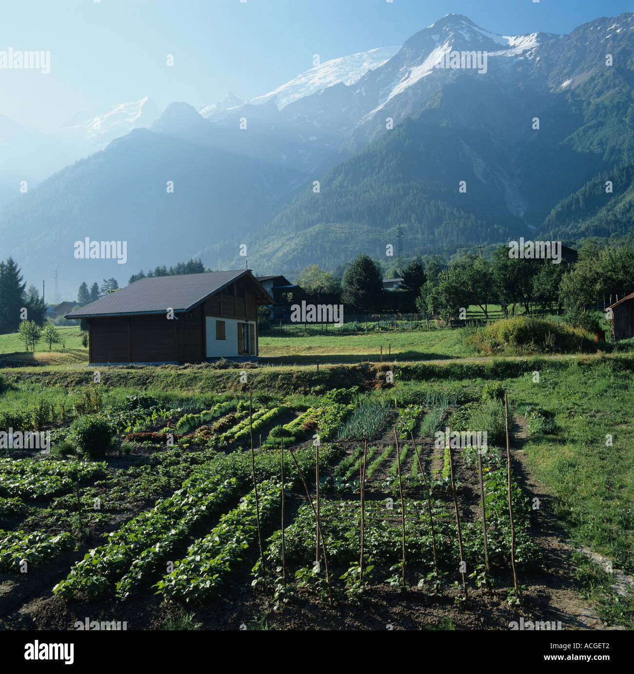 A vegetable garden in the French Alps looking towards the mountains ...
