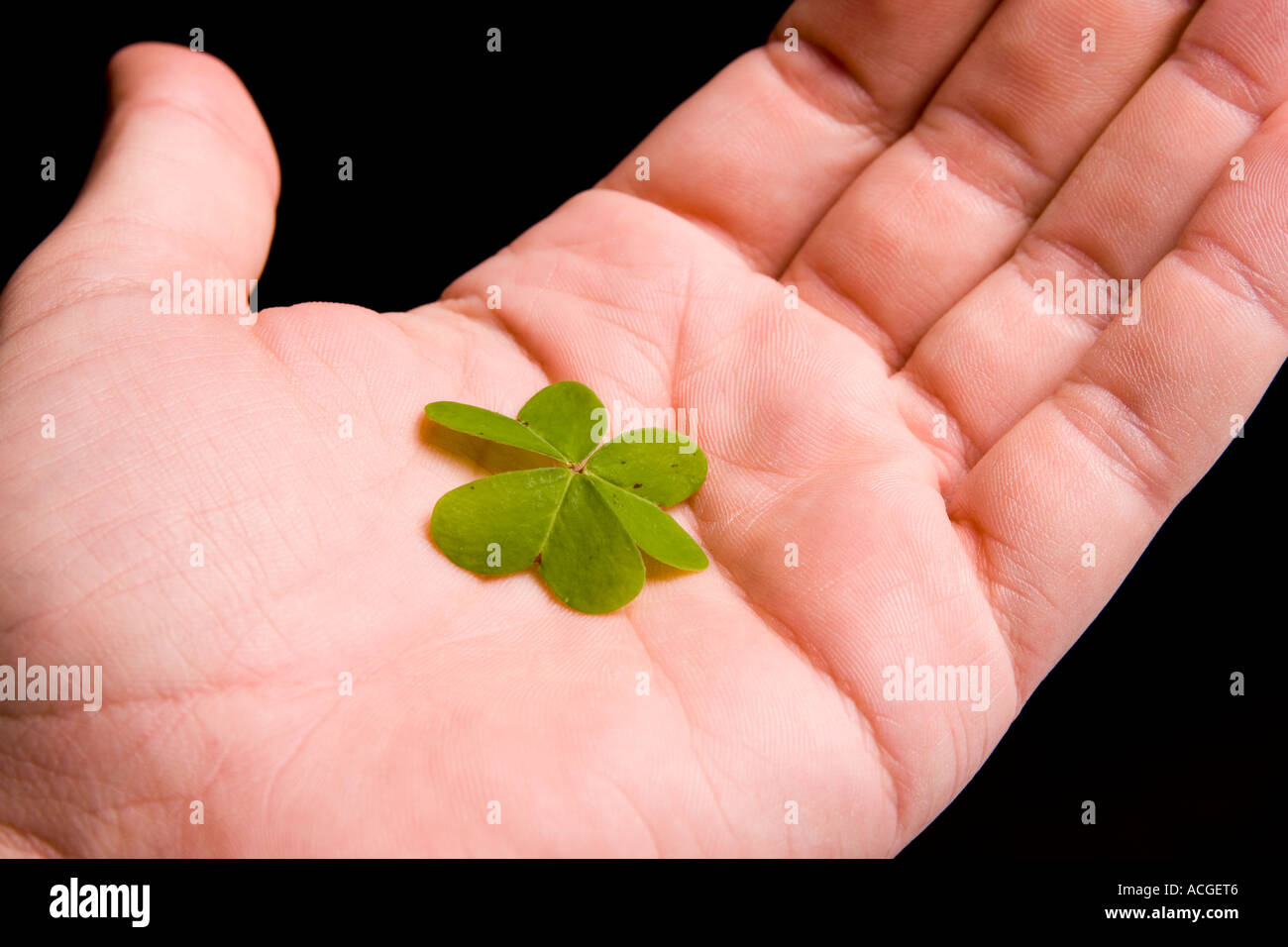Hand holding clover Stock Photo - Alamy