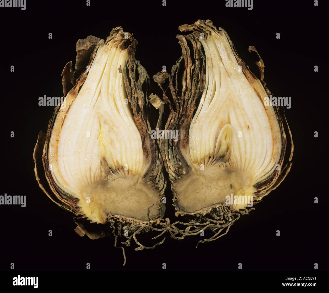 Basal rot Fusarium oxysporum damage to Narcissus bulb in section Stock ...