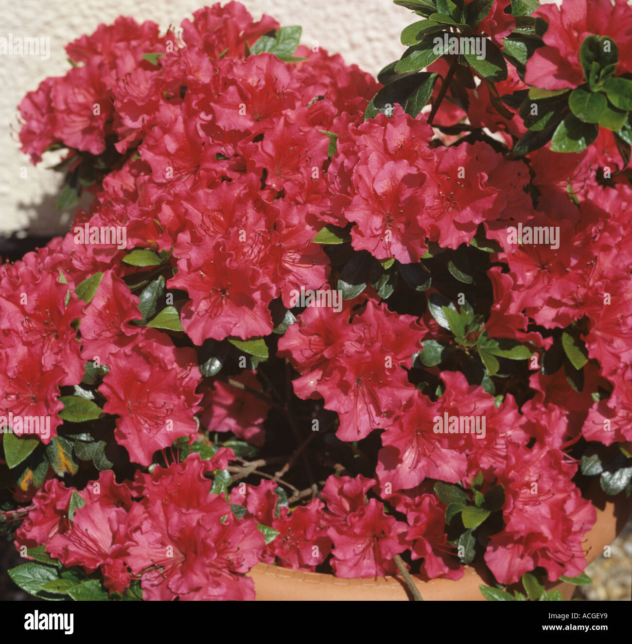 Azalea japonica Vuyks Rosyred flowering in a container pot Stock Photo ...