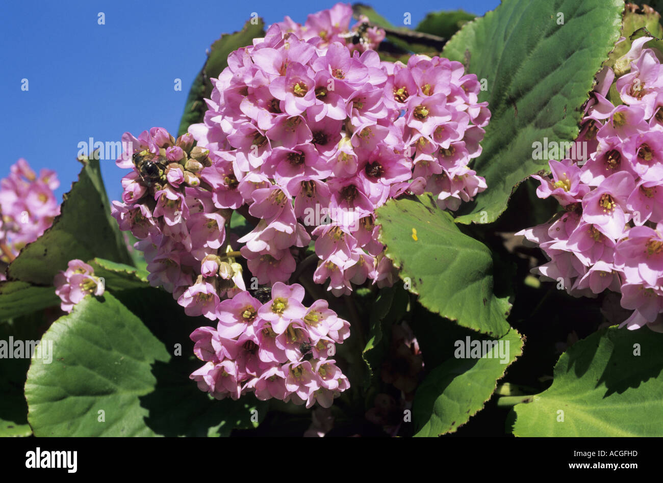Bear s ear Bergenia x schmidtii flowering Stock Photo - Alamy