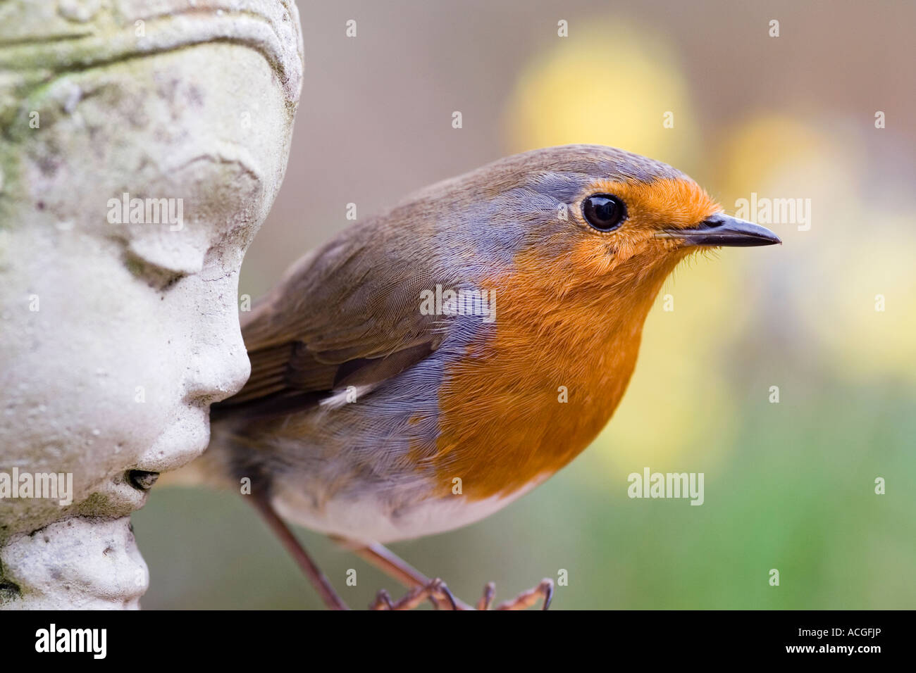 Robin redbreast sitting on hi-res stock photography and images - Alamy