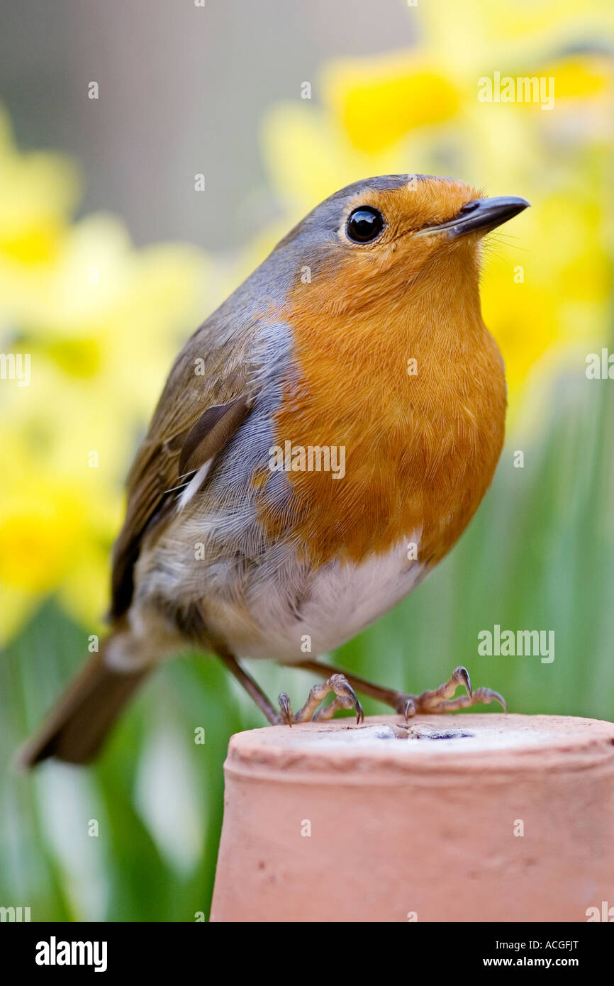 Robin redbreast sitting on a flowerpot infront of a clump of daffodils ...