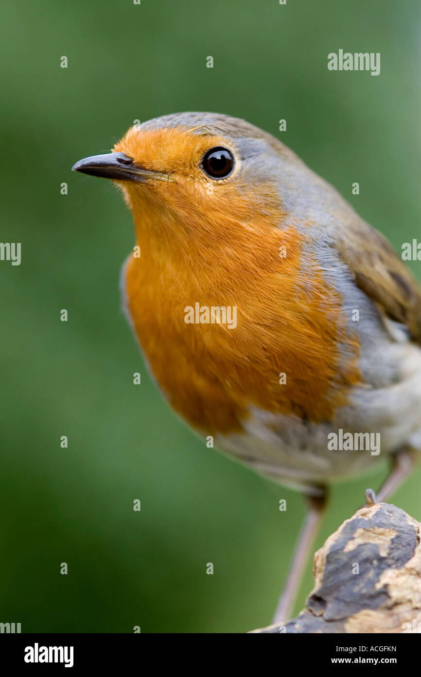 Robin redbreast perched on a tree stump close up Stock Photo - Alamy