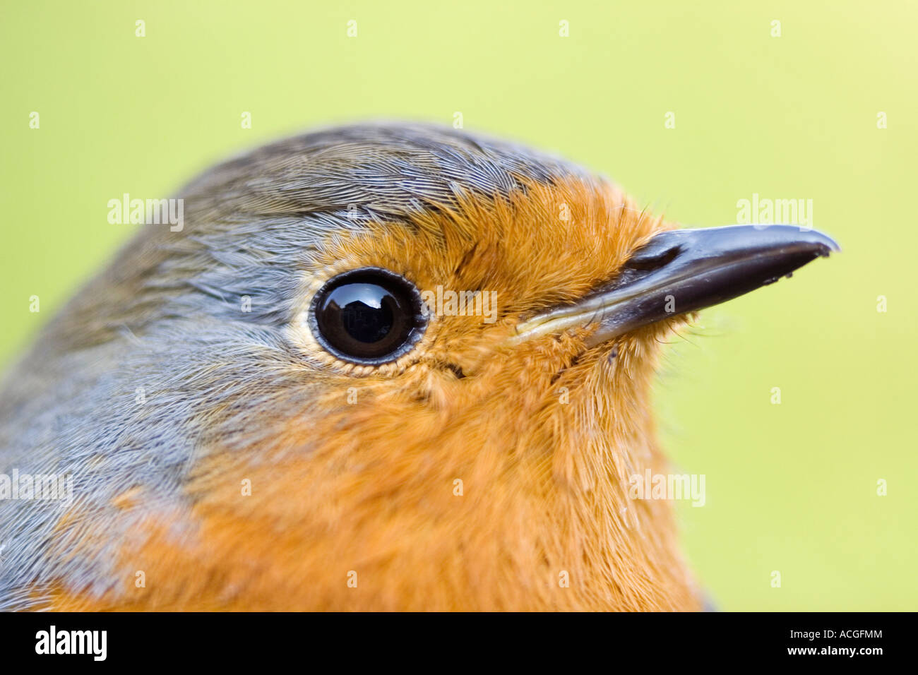 Robin redbreast head close up against a light green background Stock ...