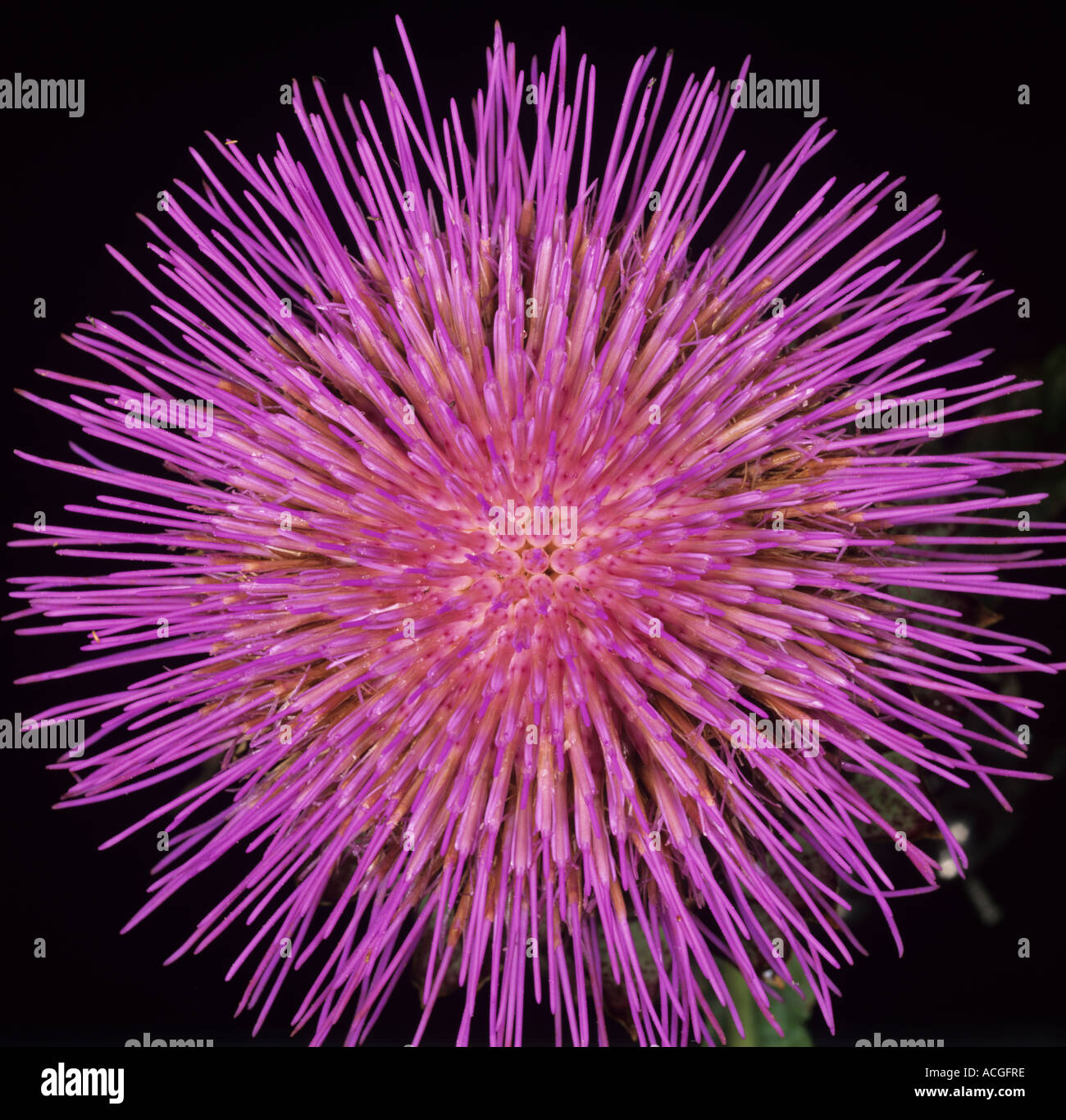 Composite flower type hi-res stock photography and images - Alamy