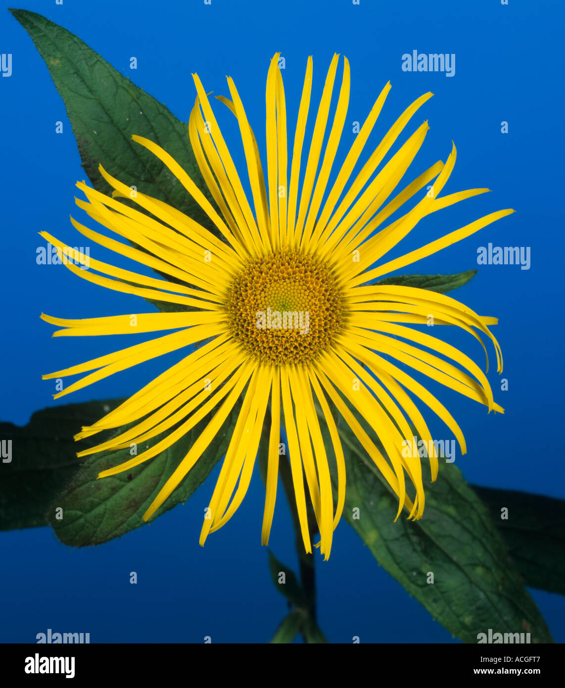 Abstract of Inula hookeri flower against a vivid blue background Stock ...
