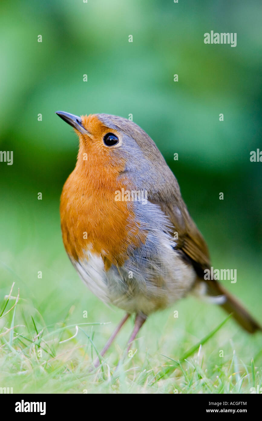 English robin hi-res stock photography and images - Alamy