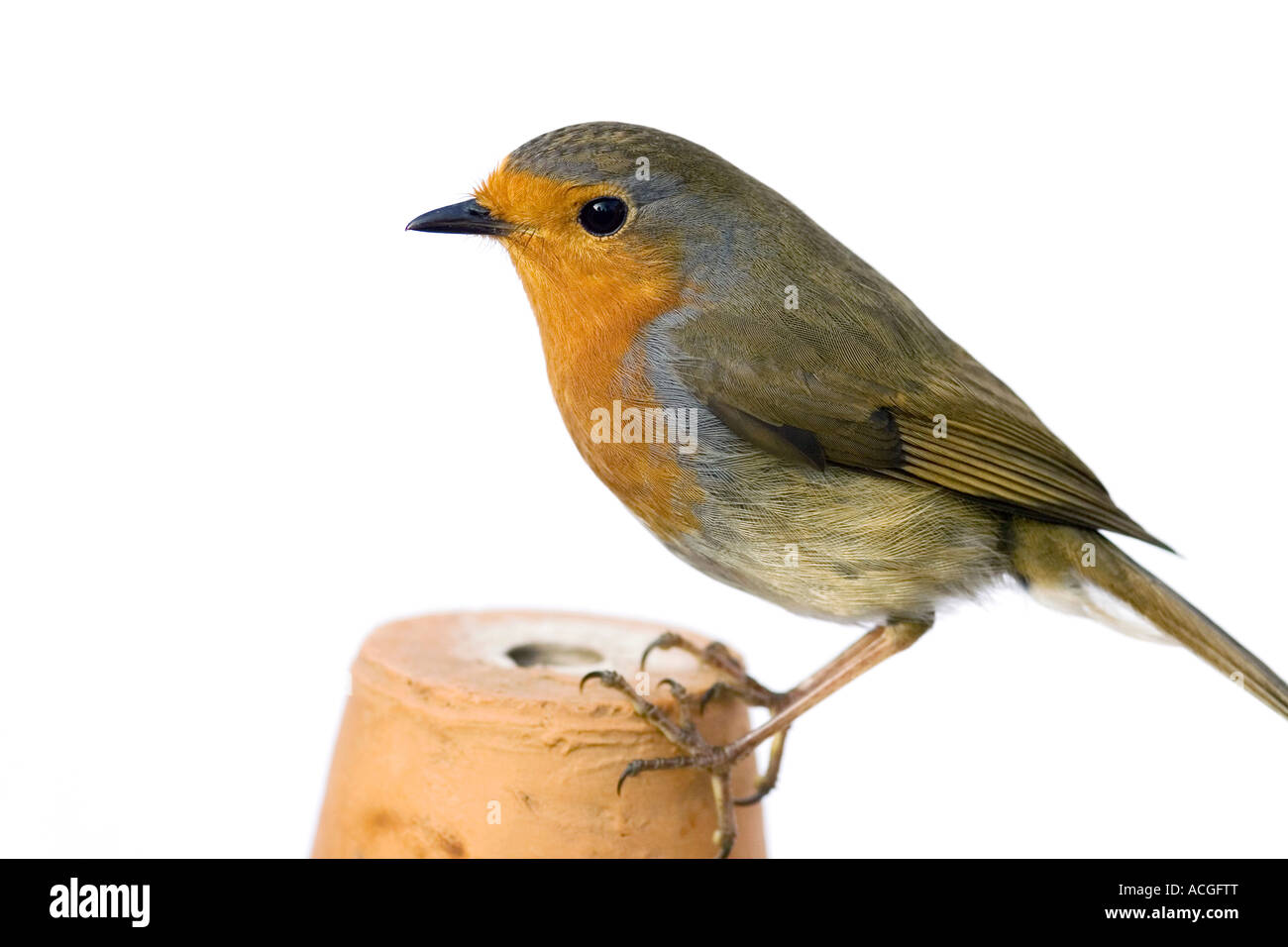 Robin redbreast on a flowerpot against a white background Stock Photo ...