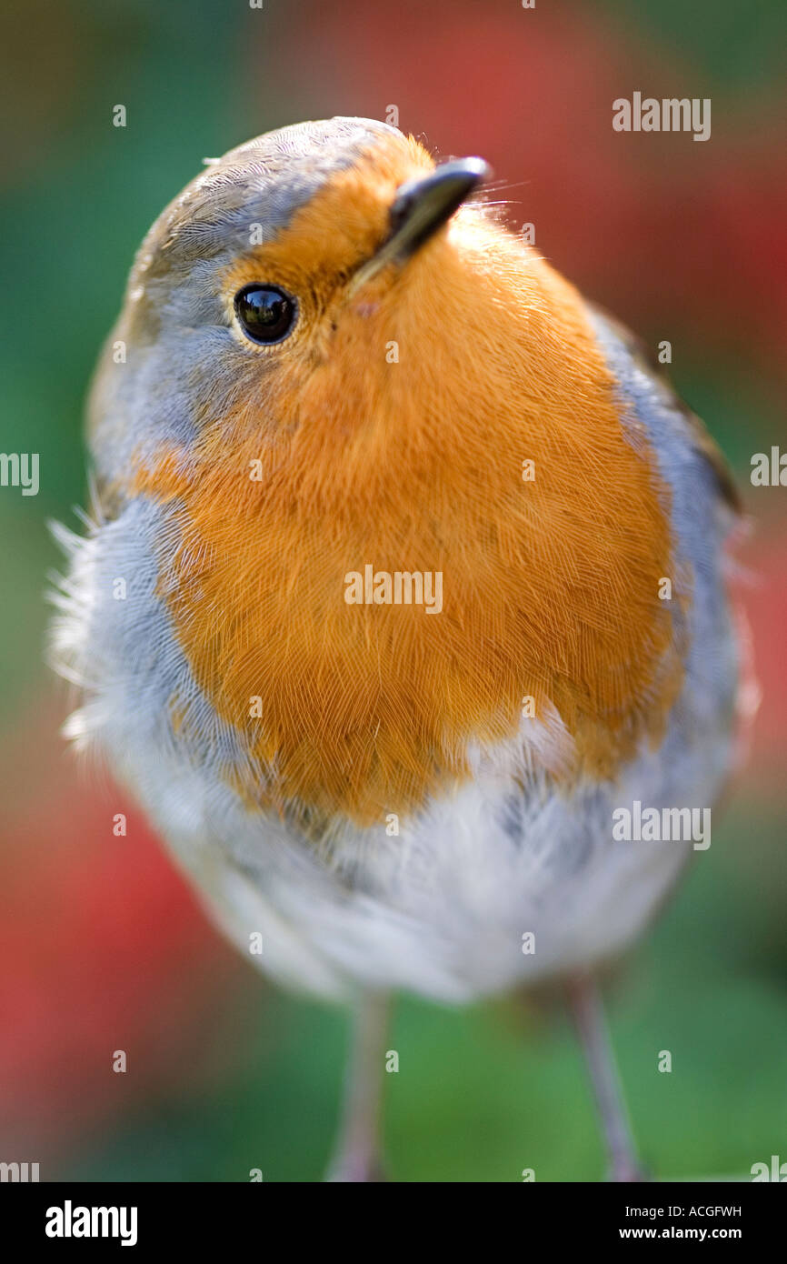 Close up of a Robin Redbreast Stock Photo - Alamy