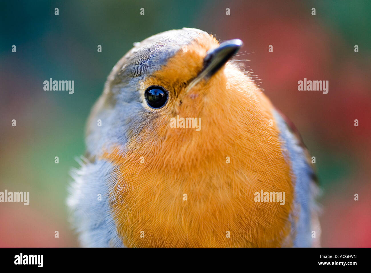 Wildlife robin hi-res stock photography and images - Alamy