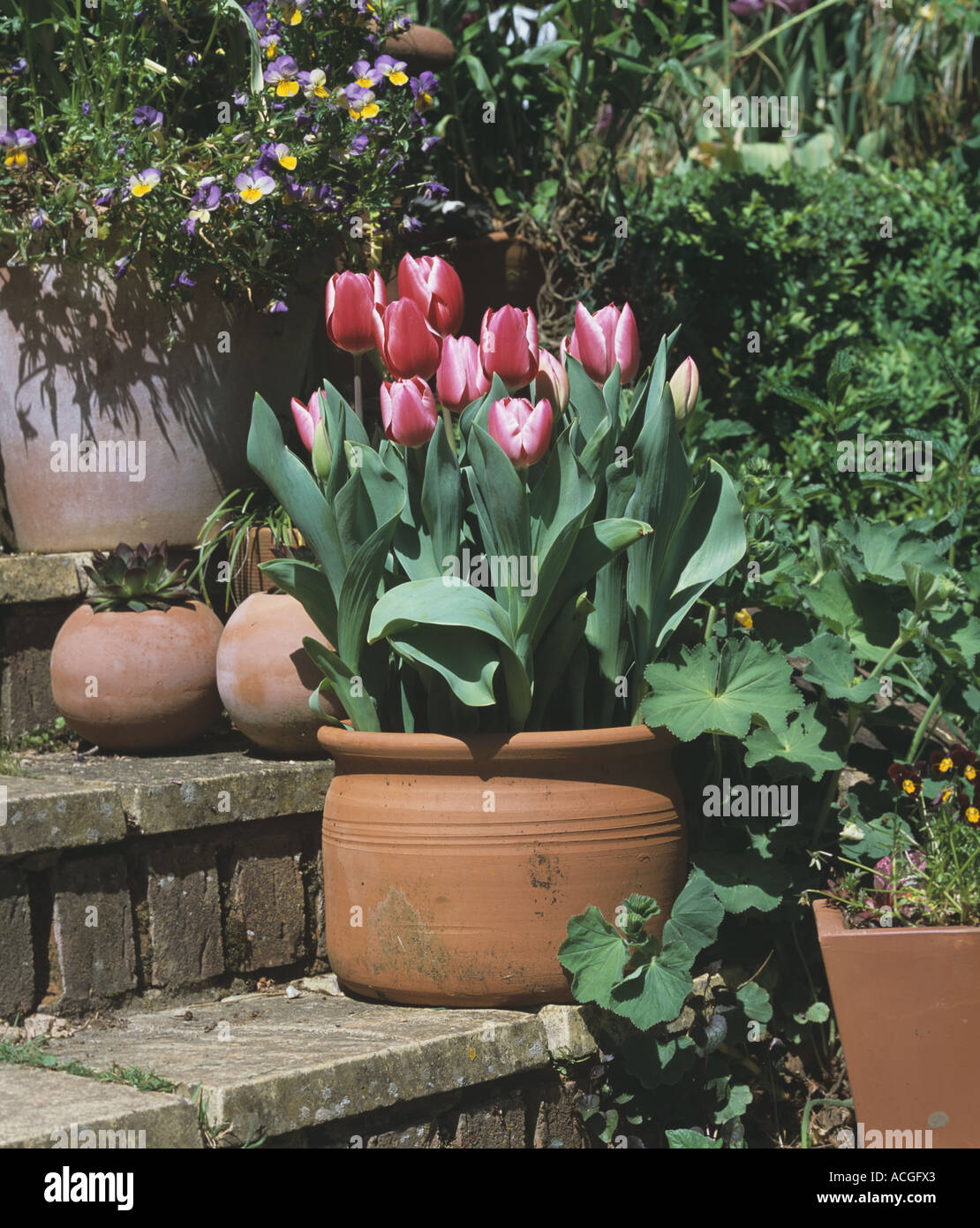 Tulips In Container High Resolution Stock Photography and Images - Alamy