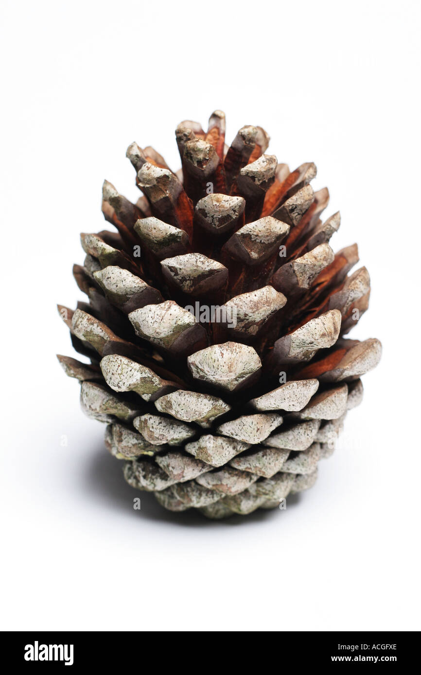 Isolated pine cone Stock Photo - Alamy