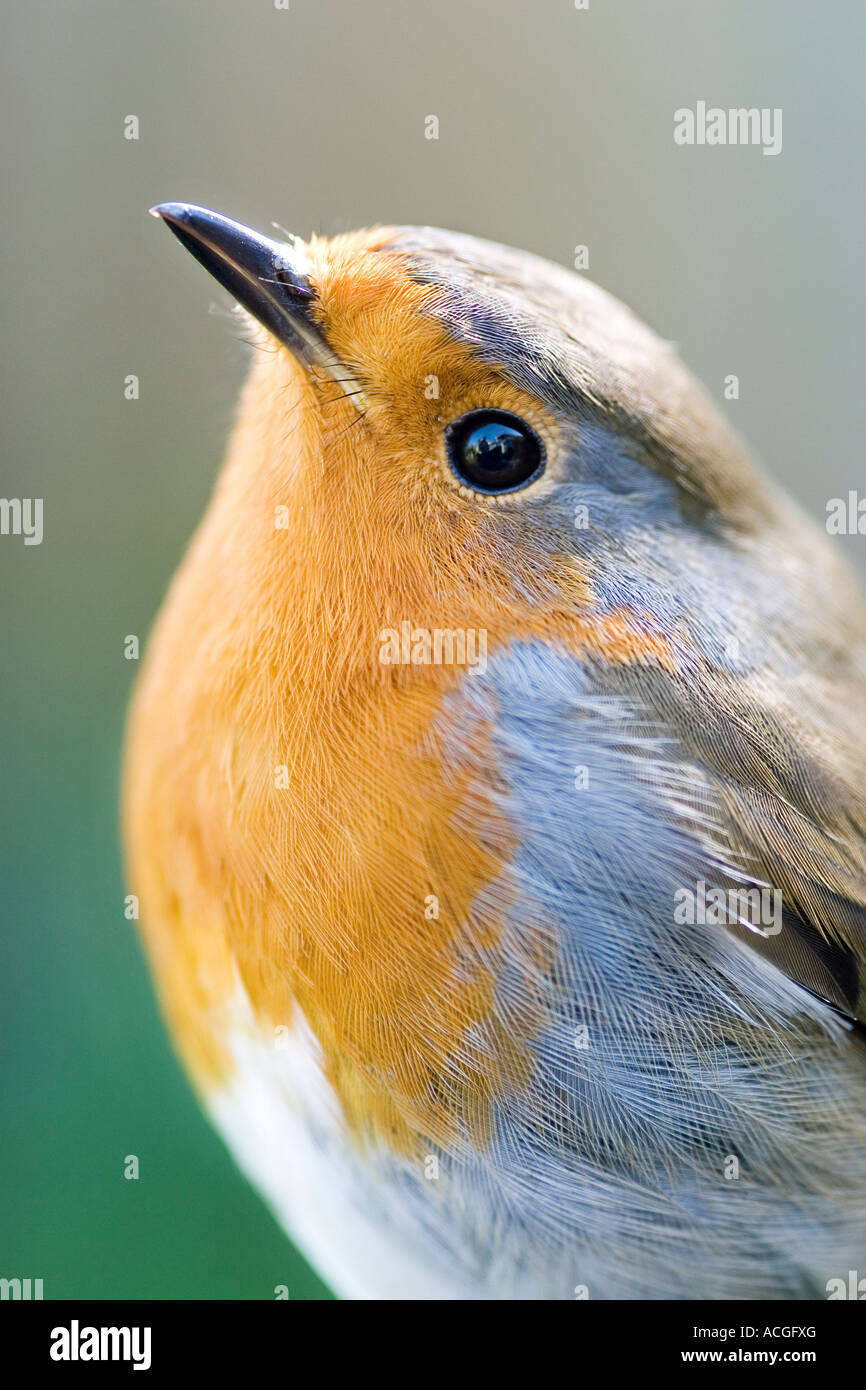 Close Up Of Robins High Resolution Stock Photography and Images - Alamy