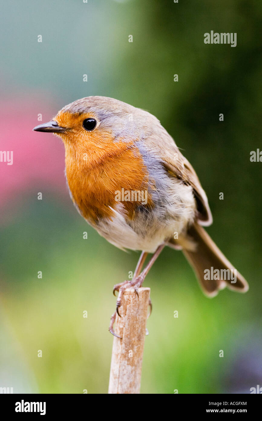 Robin redbreast standing on a stick in an English garden Stock Photo ...